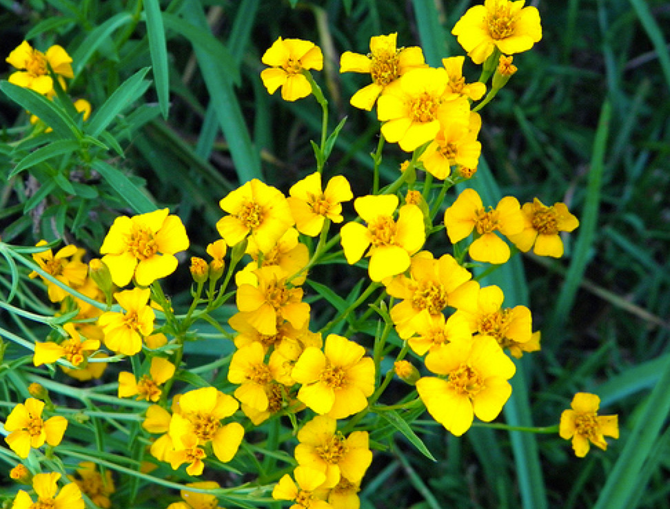 Tagetes lucida